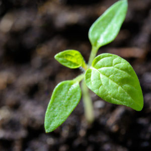 Homepage – Bruno srl